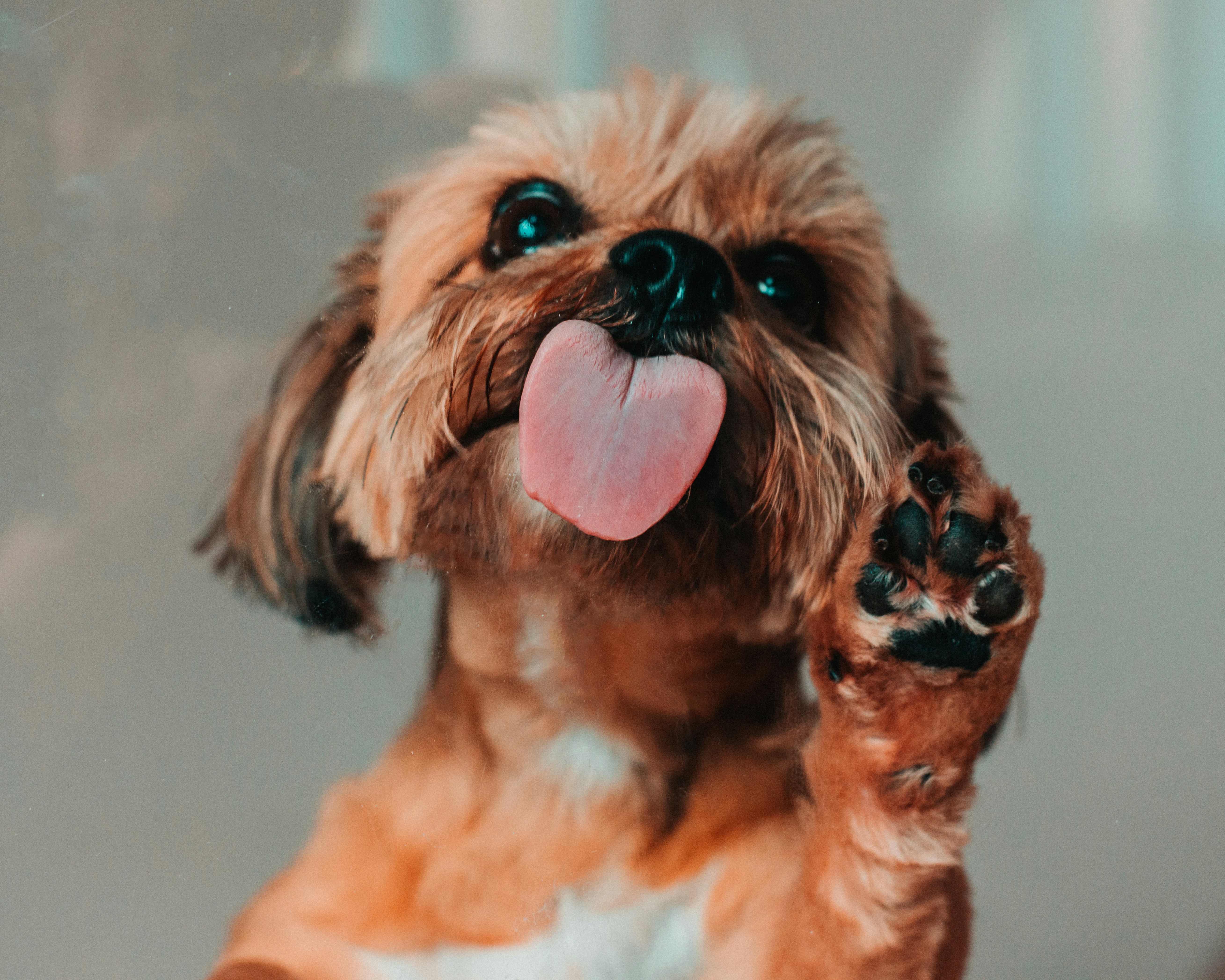 Compagnie aeree che accettano cani: guida 2026 | Skyscanner